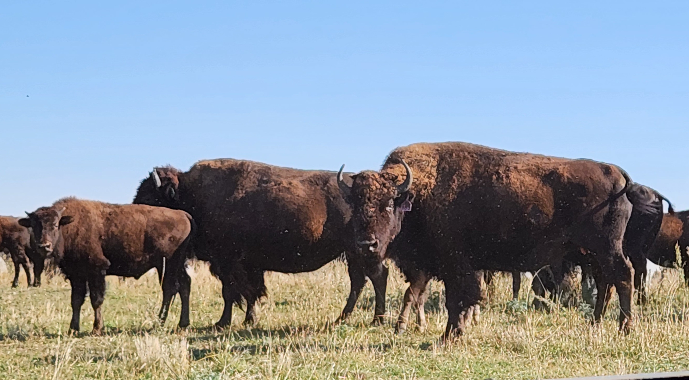 Cree Language Resources – Judith Silverthorne
